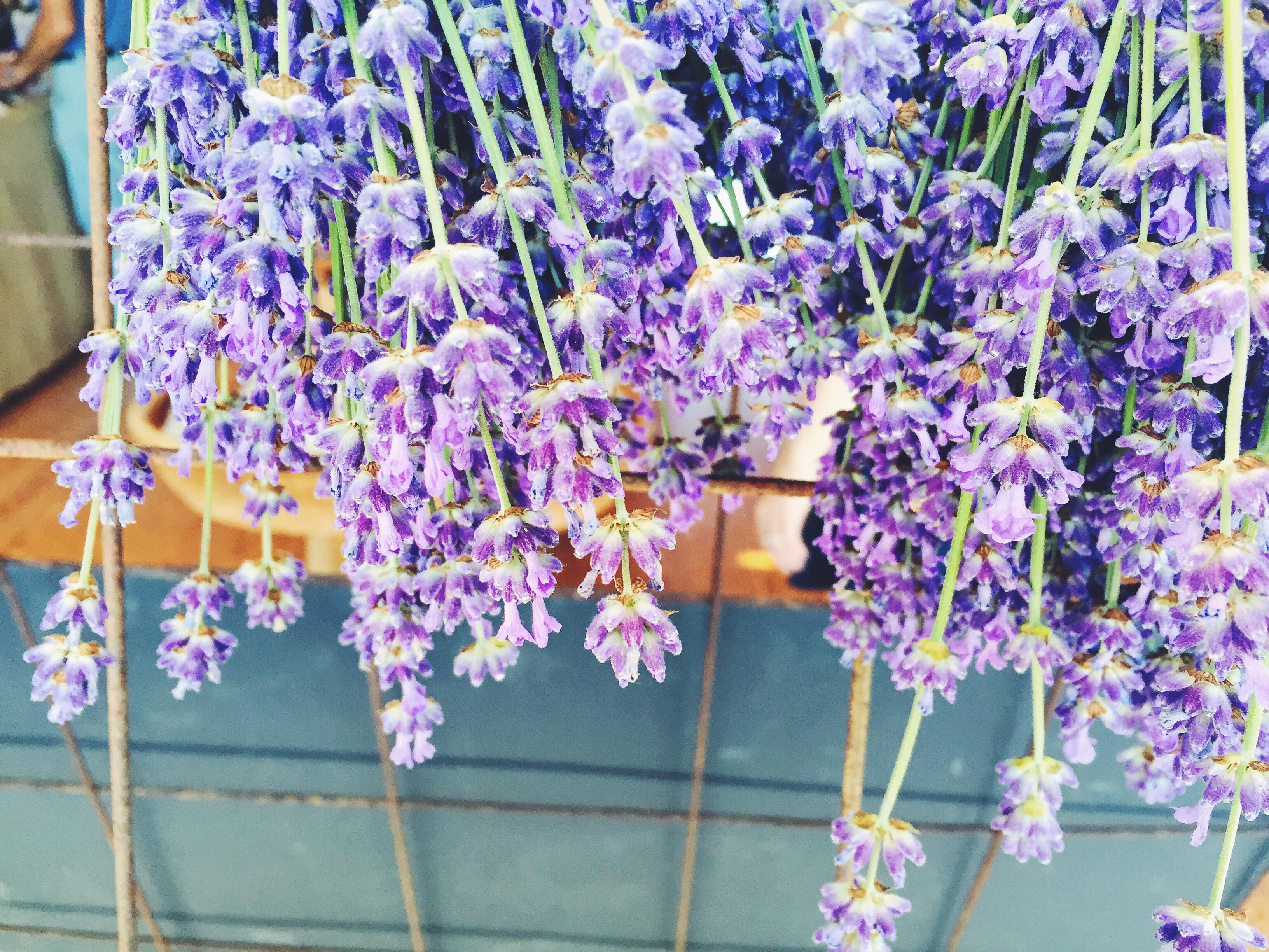 Lavender Bee’s Knees Cocktail + Brown Butter Popcorn – Appeasing a Food ...
